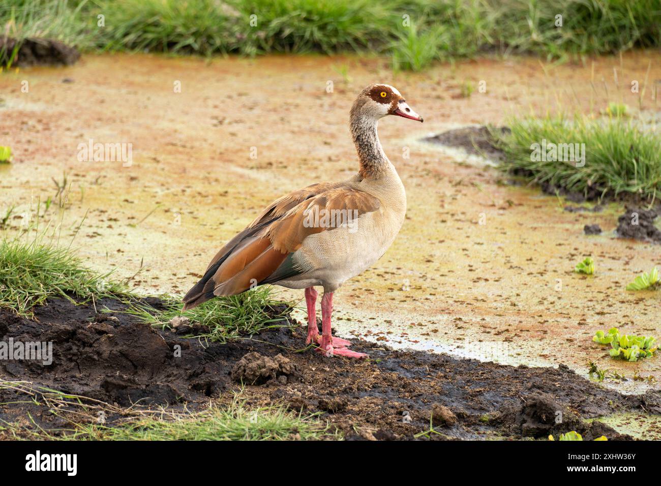 Egyptian Goose, Nile Goose - Alopochen aegyptiaca, beautiful colored ...