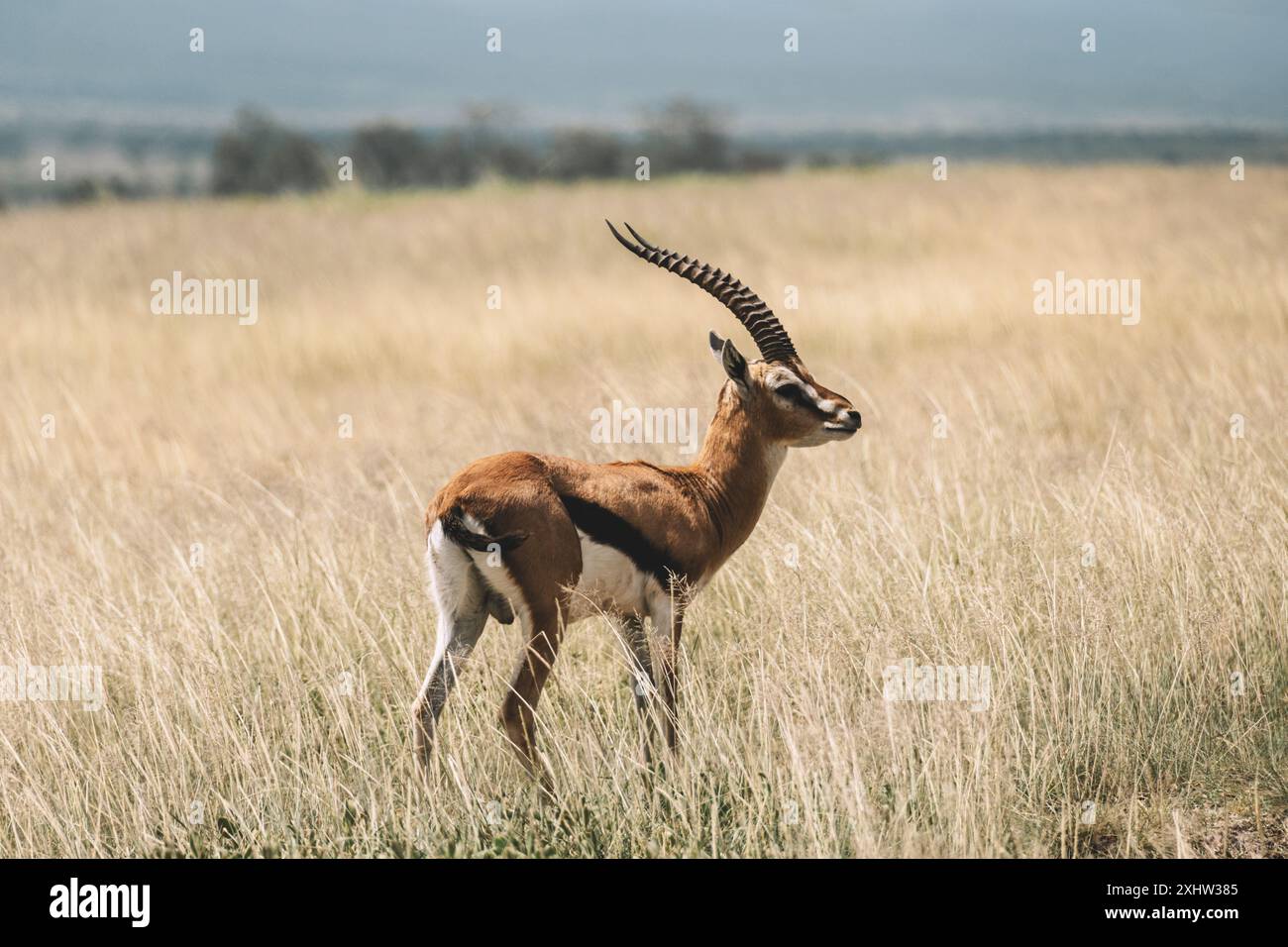 Serengeti plain gazelle graze hi-res stock photography and images - Alamy