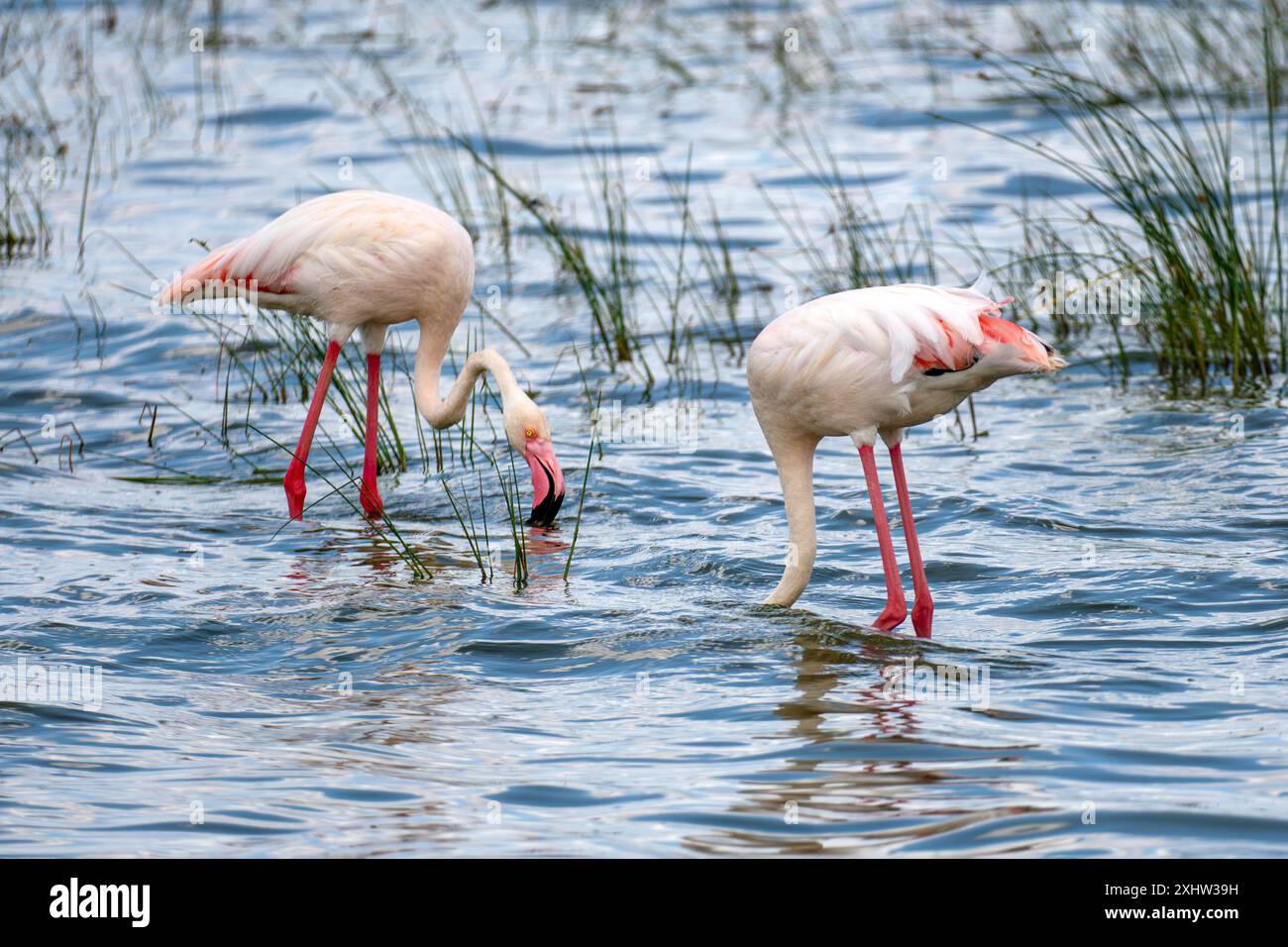 Africa. Kenya. Lake Nakuru. Flamingo. Flock of flamingos. nature of ...