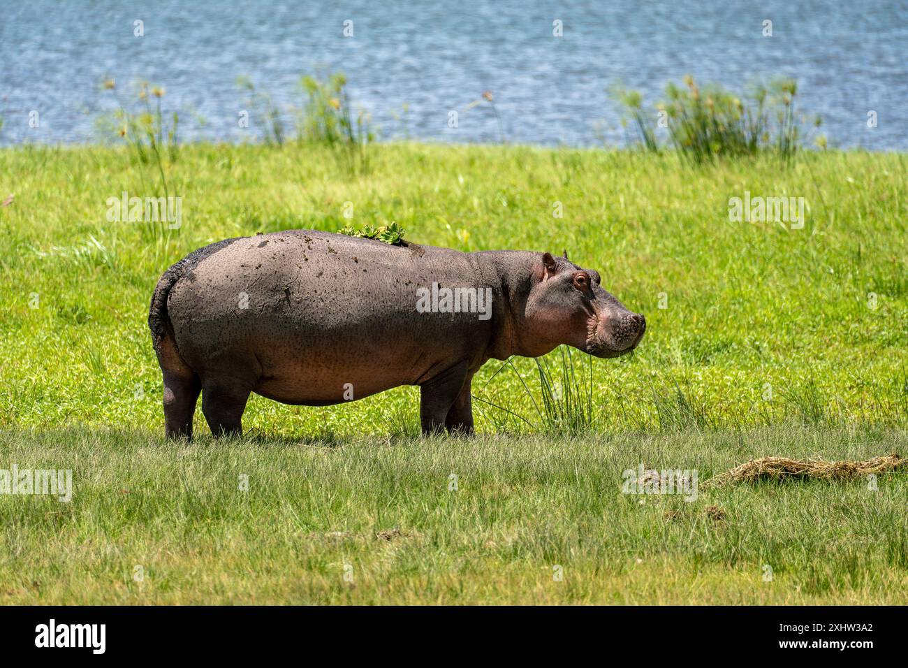 Grazes (eats) on green grass. pygmy hippo (Pygmy hippopotamus) is a ...