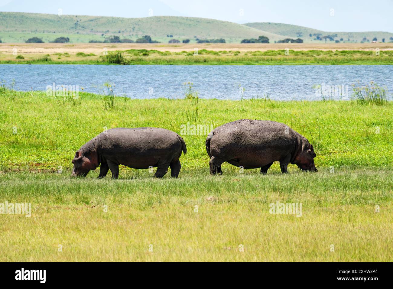 two Hippo grazing near the water of lake edward of Uganda, hungry ...