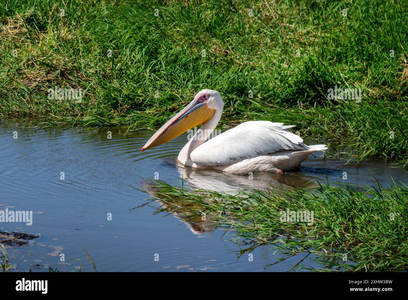 A large white pelican is swimming in the lake. Wild birds and animals ...