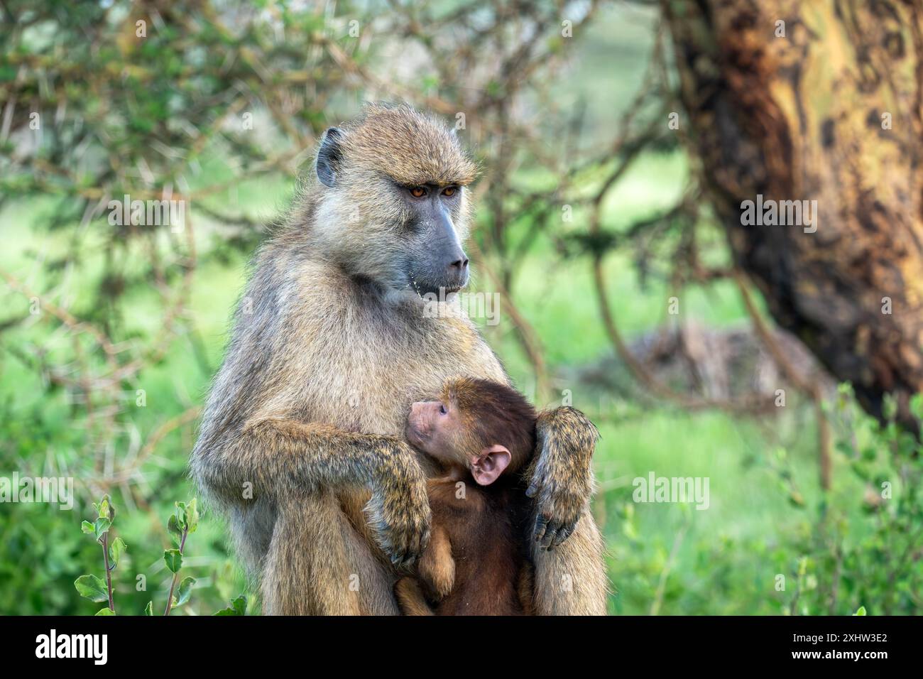 Tender moment unfolds as mother monkey lovingly cradles her precious ...