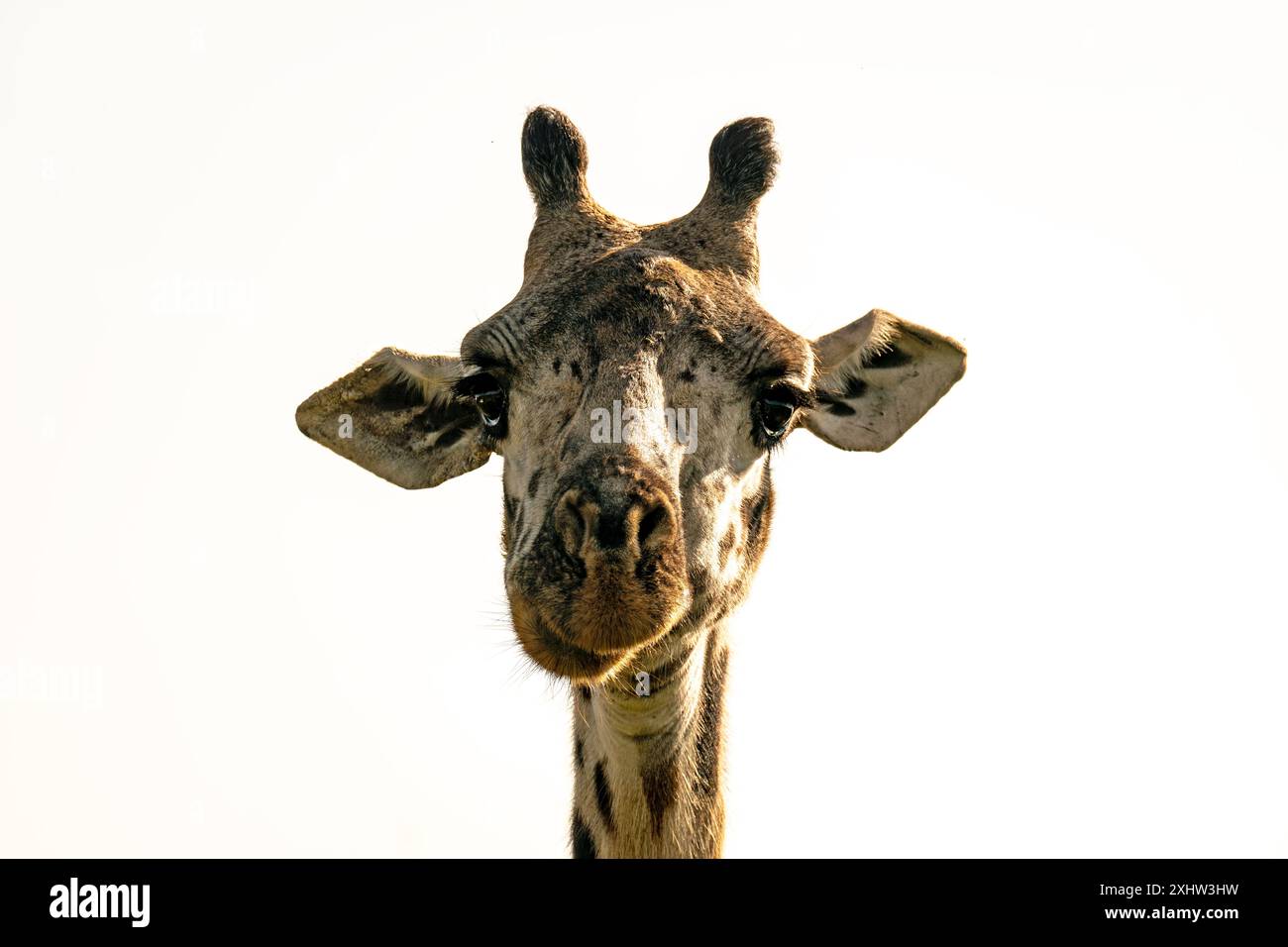 Giraffe head. Profile of a giraffe's head Stock Photo - Alamy