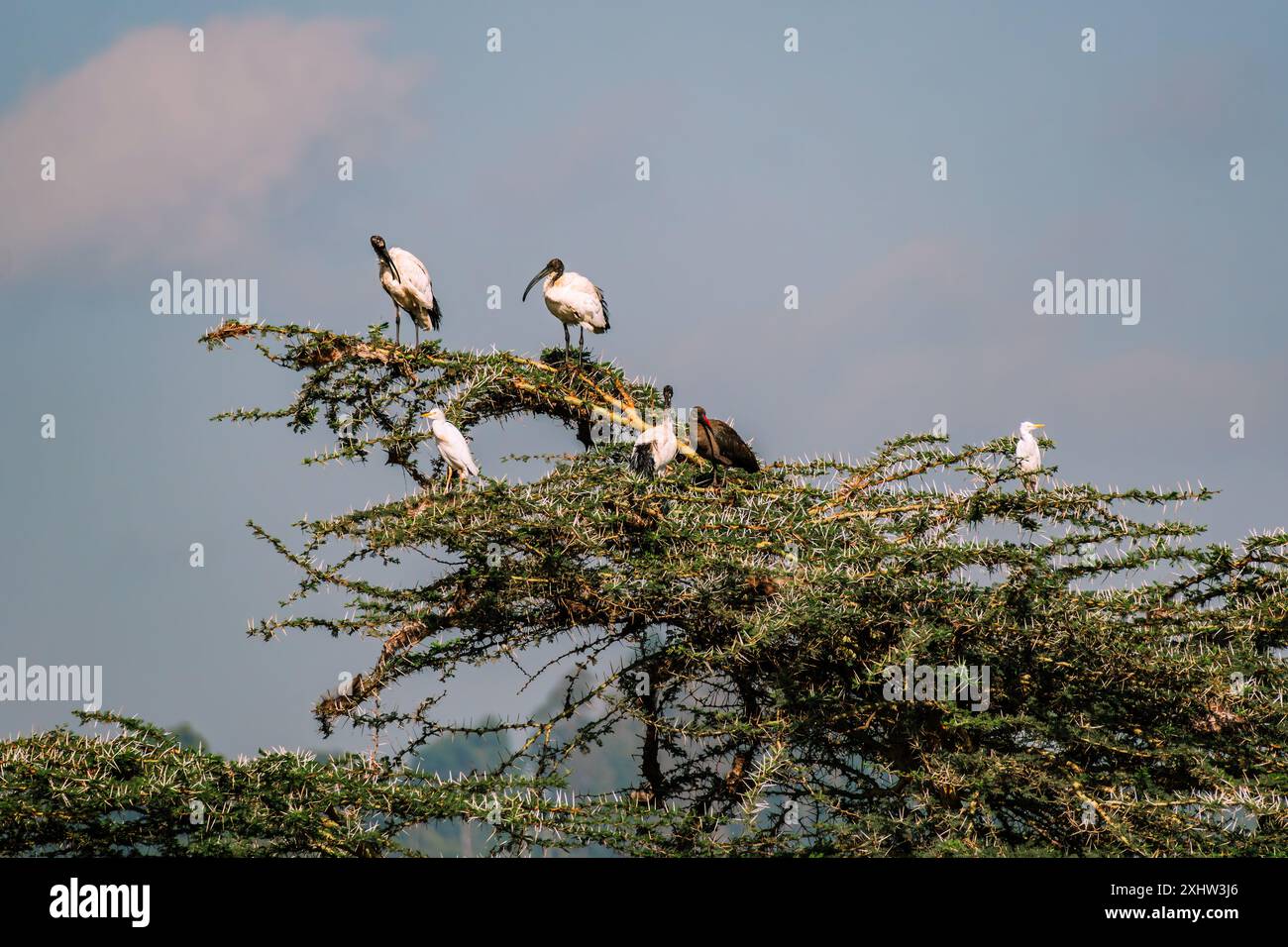African sacred ibis (Threskiornis aethiopicus) is a species of ibis, a ...