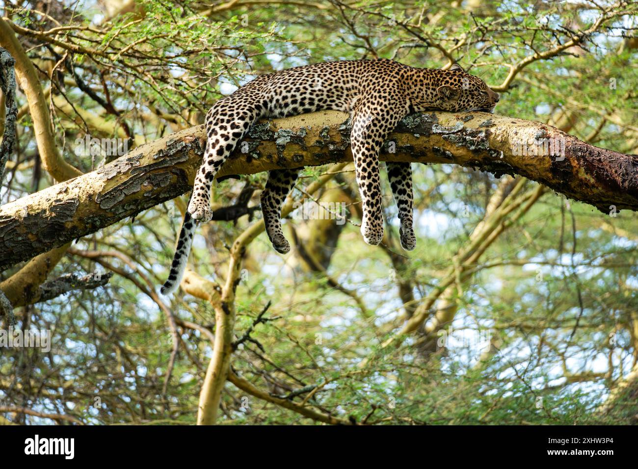 Cheetah sleeping on the tree in jungle. Guepard liyng on the tree and ...