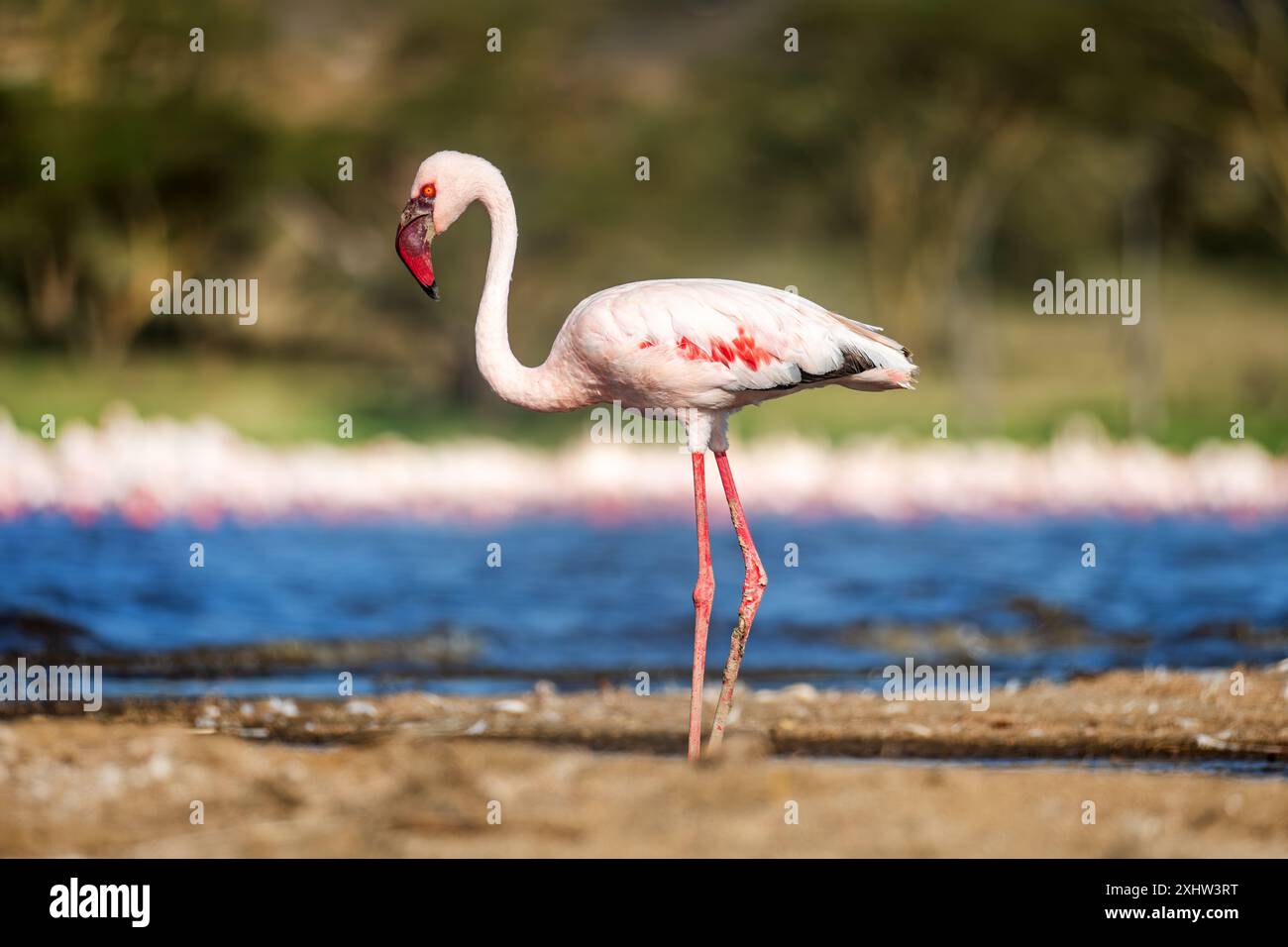 Africa. Kenya. Lake Nakuru. Flamingo. Flock of flamingos. nature of ...
