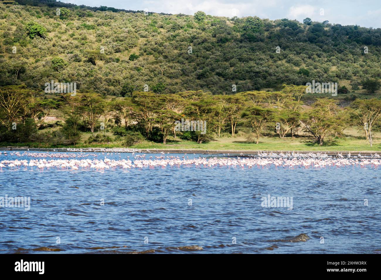 Africa. Kenya. Lake Nakuru. Flamingo. Flock of flamingos. The nature of ...