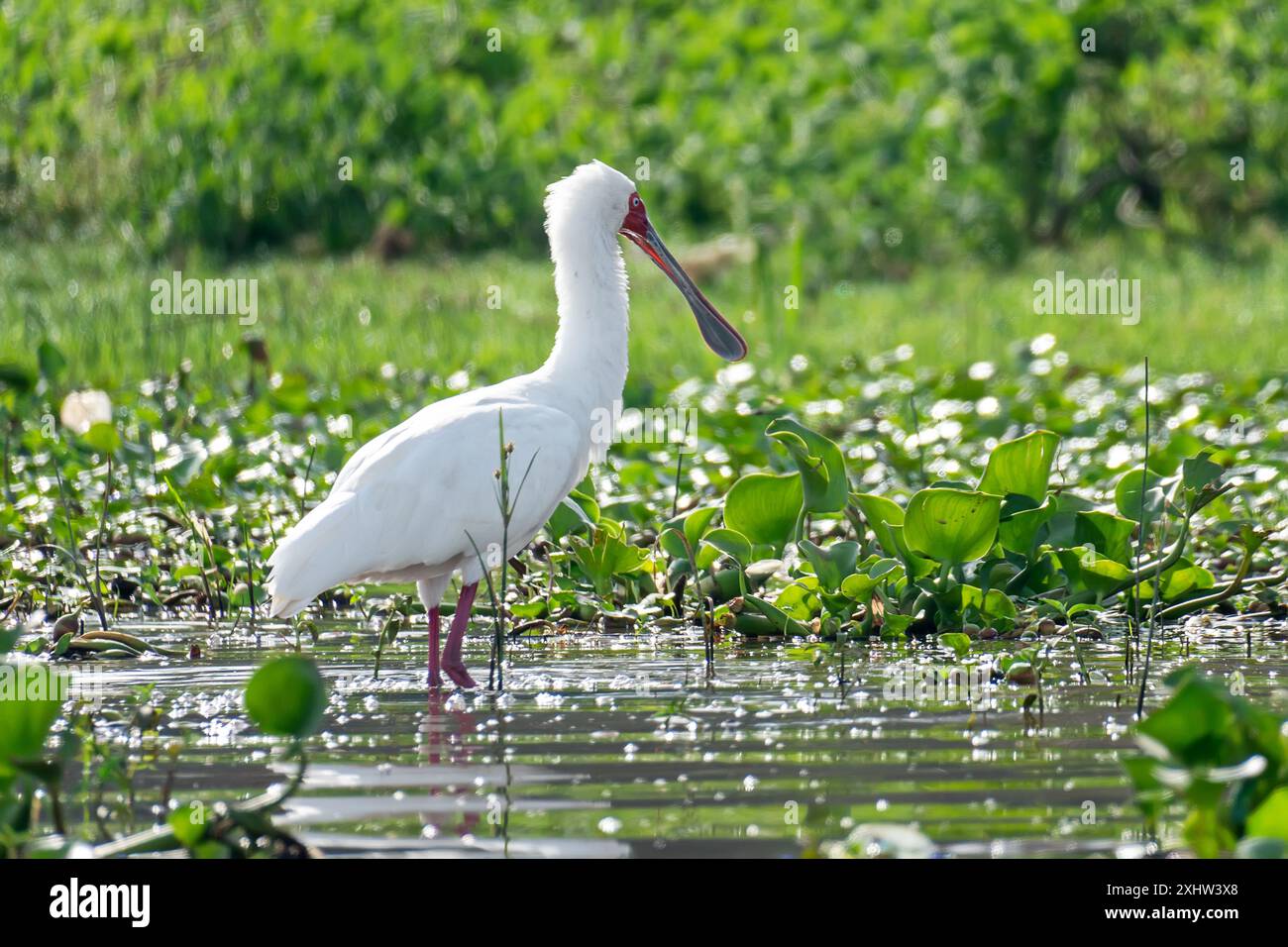 The African spoonbill Platalea alba fishing on the water. Lake Naivasha ...