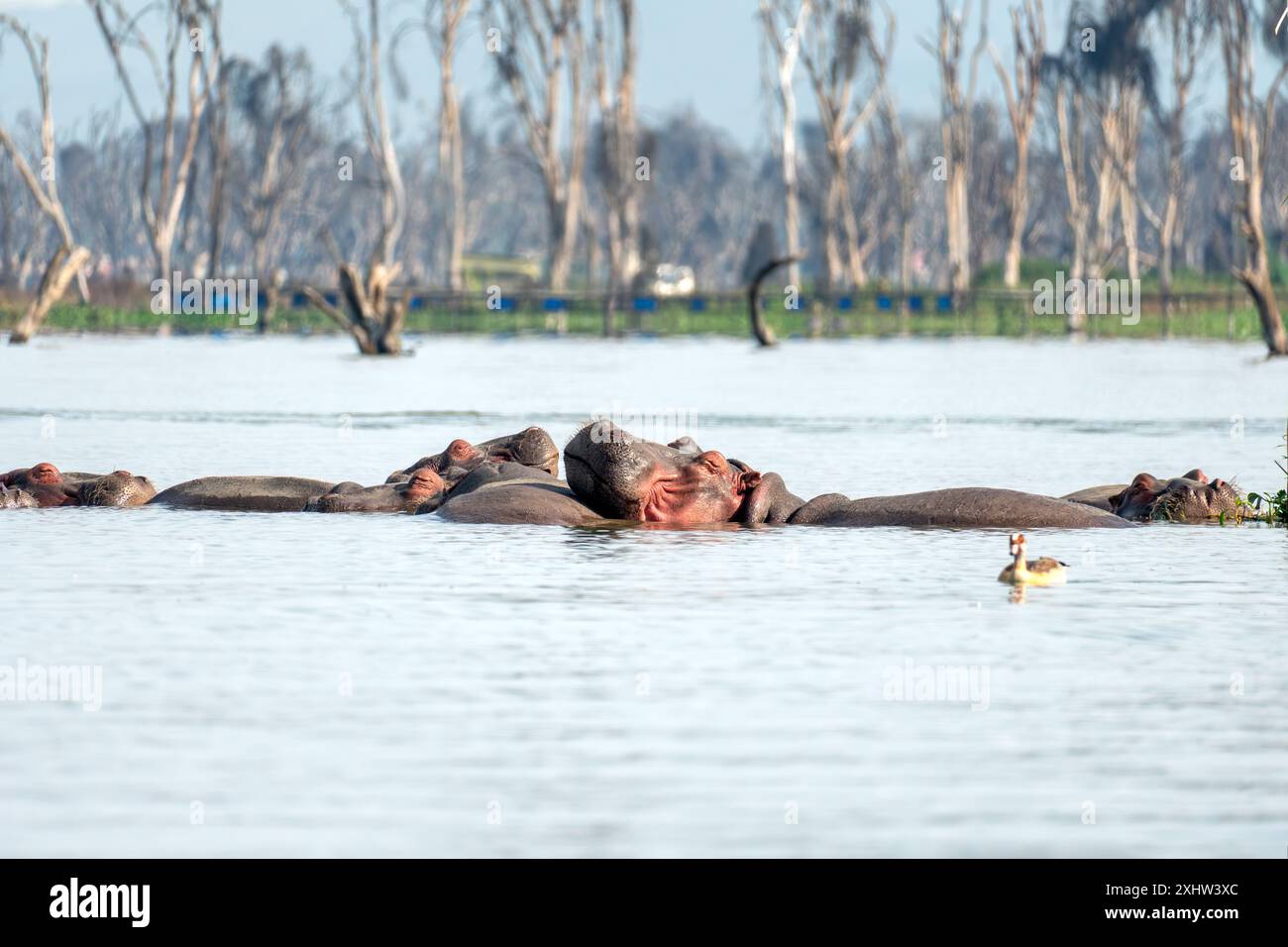 Hippopotamus in Lake Naivasha in Kenya. sleeping hippopotamus heads in ...