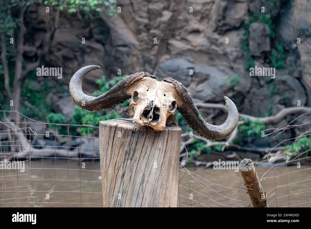 a buffalo skull warning of danger. Warning about the danger of ...