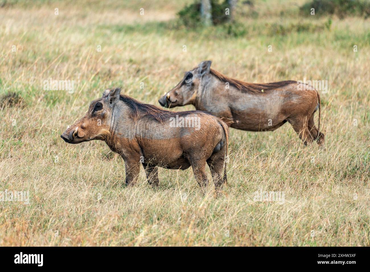 Two young warthogs grazing. Wild African wild boars on more Stock Photo ...