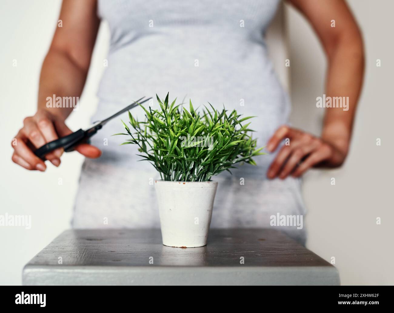 Scissors, hands and woman trim plant for gardening, growth or natural ...