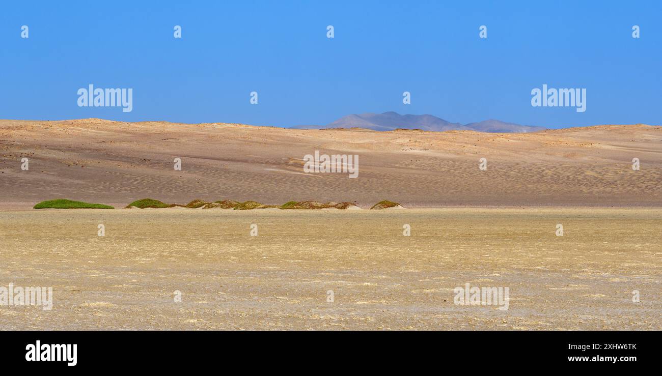 Desert Oasis: Sparse Greenery in Paracas Reserve Stock Photo - Alamy