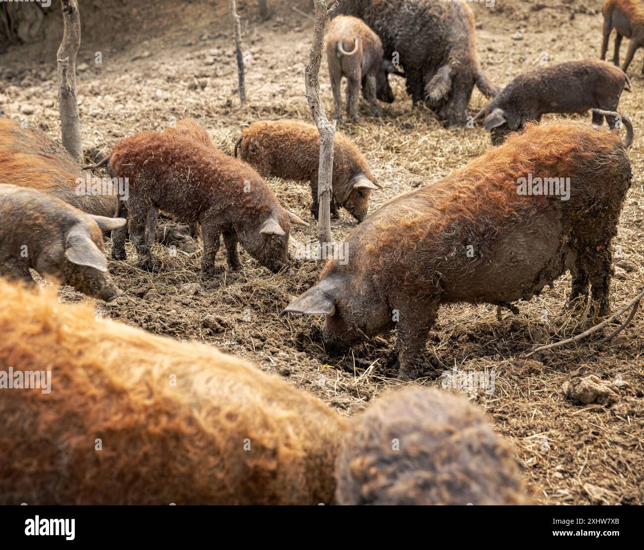 Group of mangalica pigs enjoying their time on a farm, searching for ...