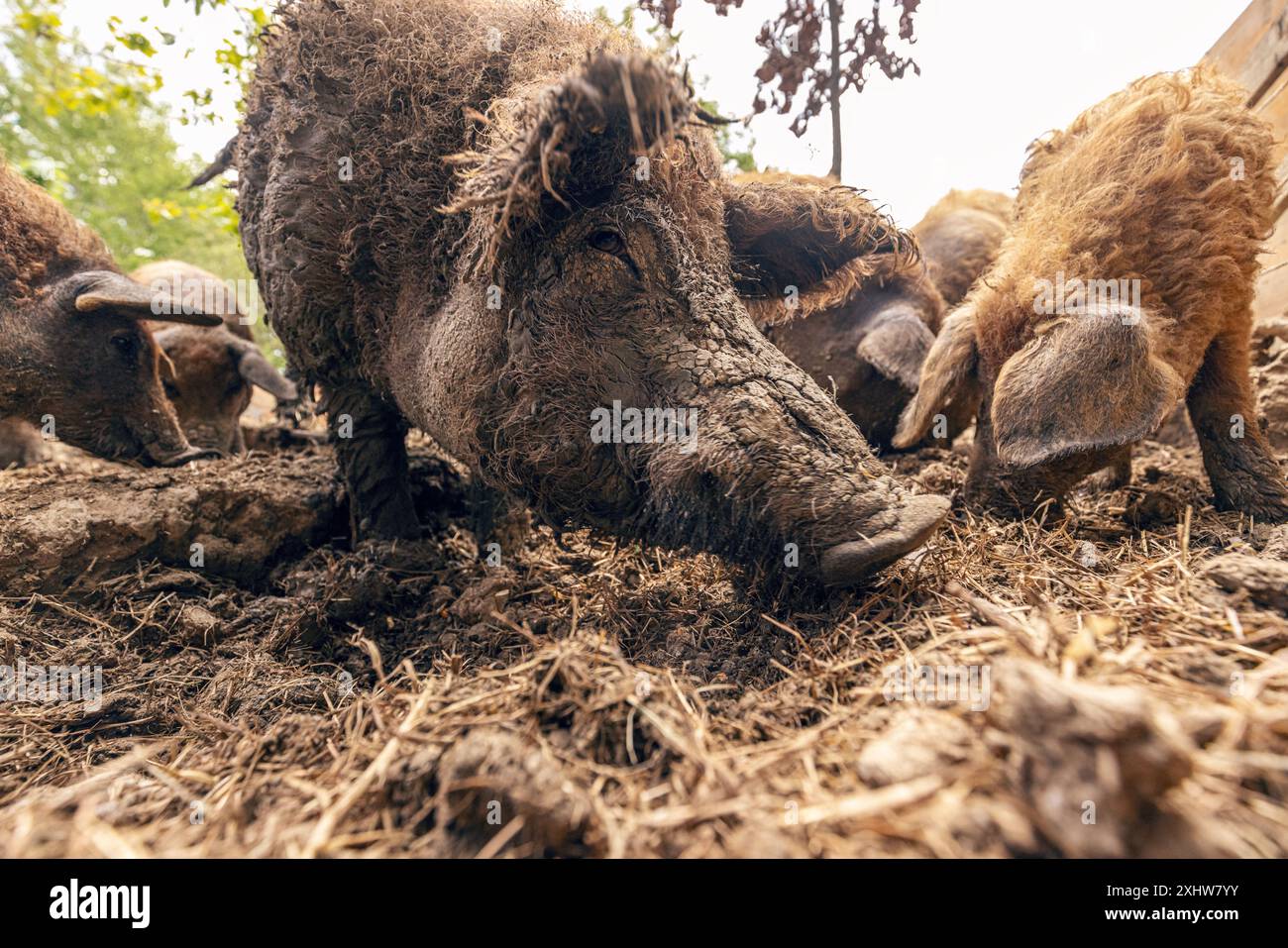 Mangalica pigs foraging in mud on farm Stock Photo - Alamy