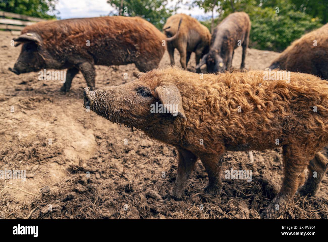 Mangalica pig is standing in mud with other pigs on a farm Stock Photo ...