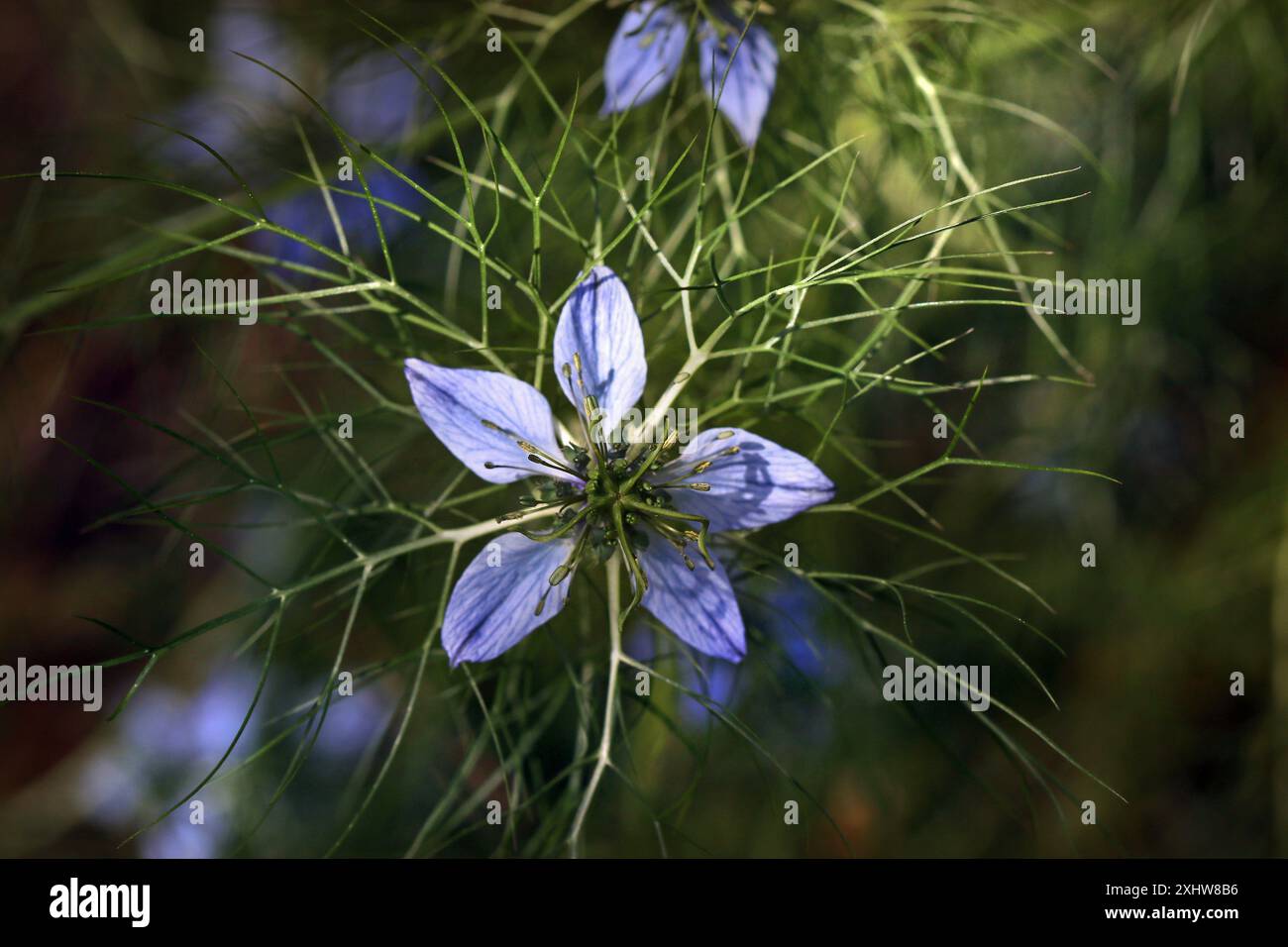 Macro image of the sky-blue petals of Love-in-a-Mist (Nigella damascena ...