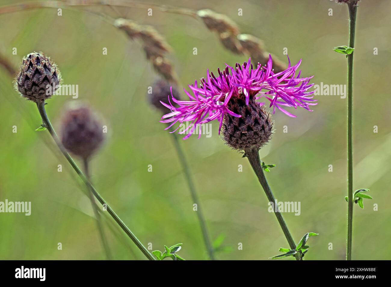 Churls head hi-res stock photography and images - Alamy