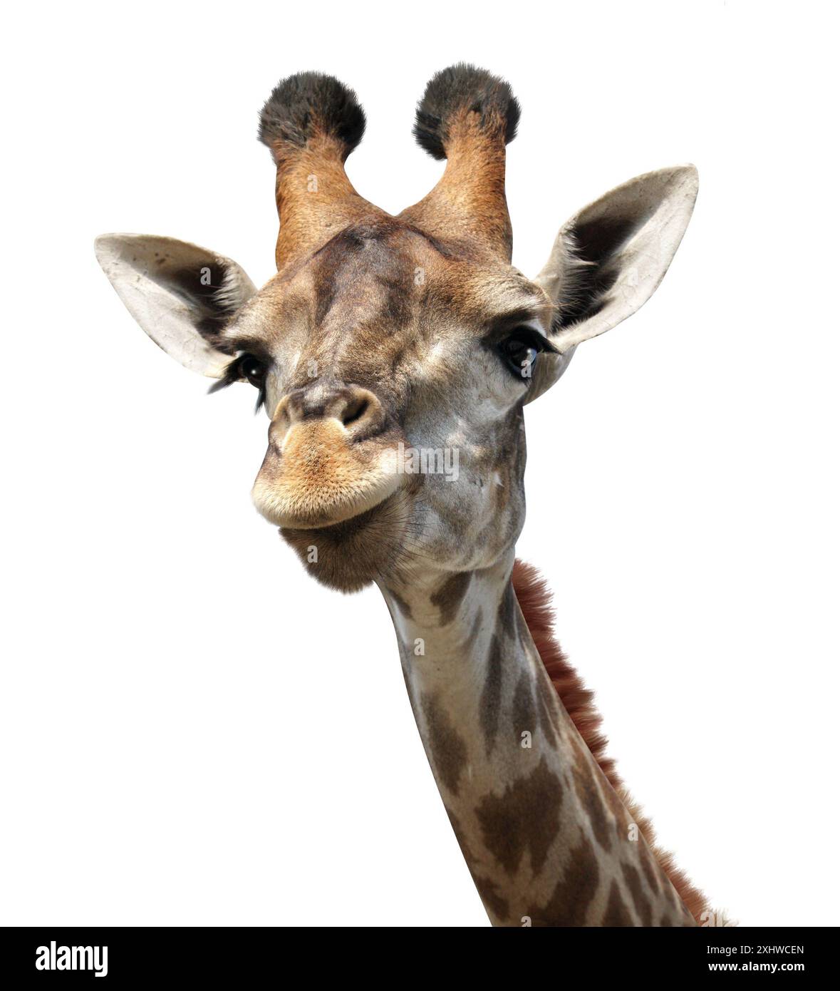 Stares interestedly hi-res stock photography and images - Alamy