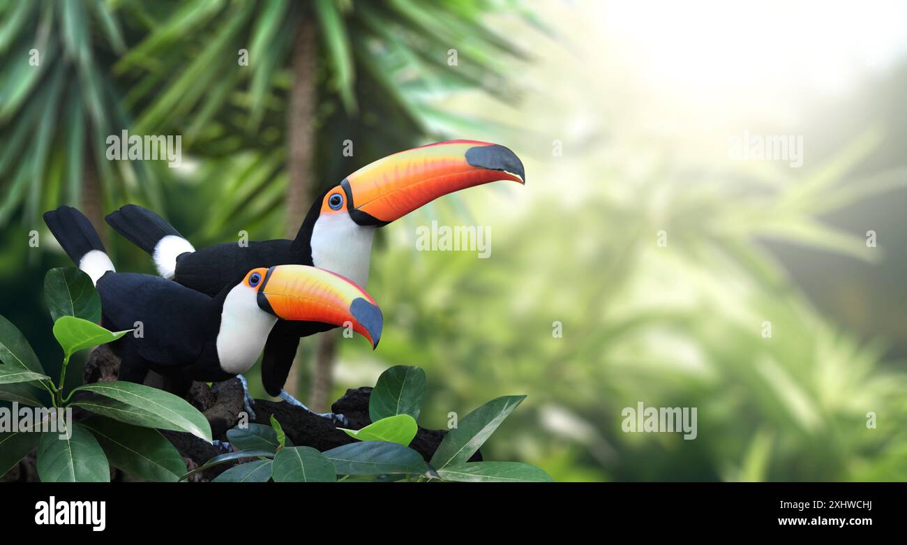 Horizontal banner with two beautiful colorful toucan birds ...