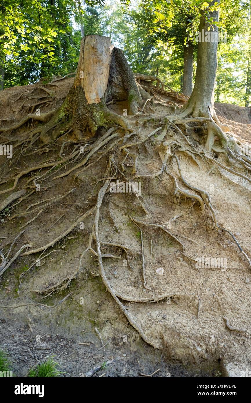 Exposed forest tree roots, slow erosion of a river bank. Sunny summer ...
