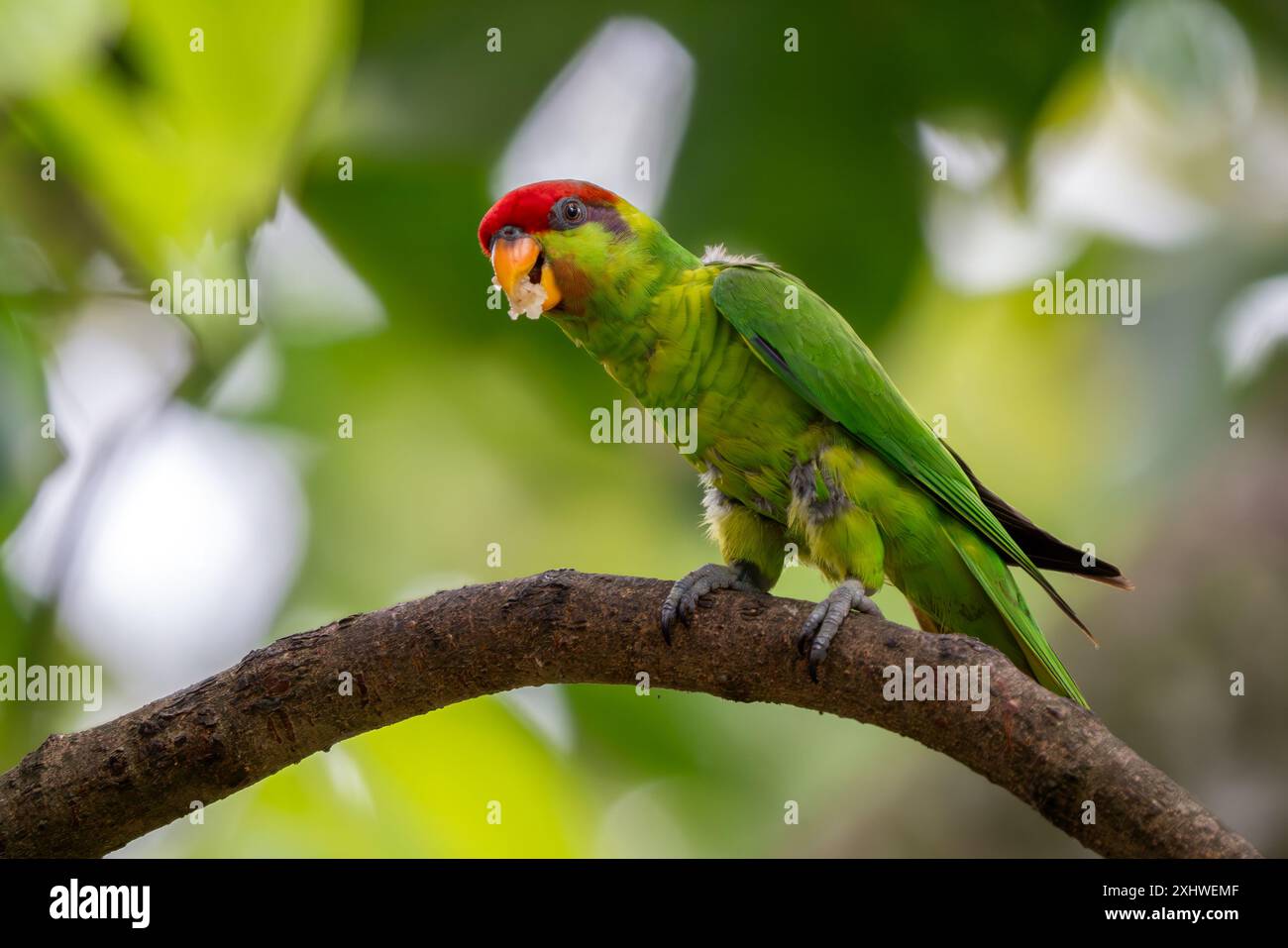 Iris Lorikeet - Saudareos iris, bautiful small green lorikeet bird from ...