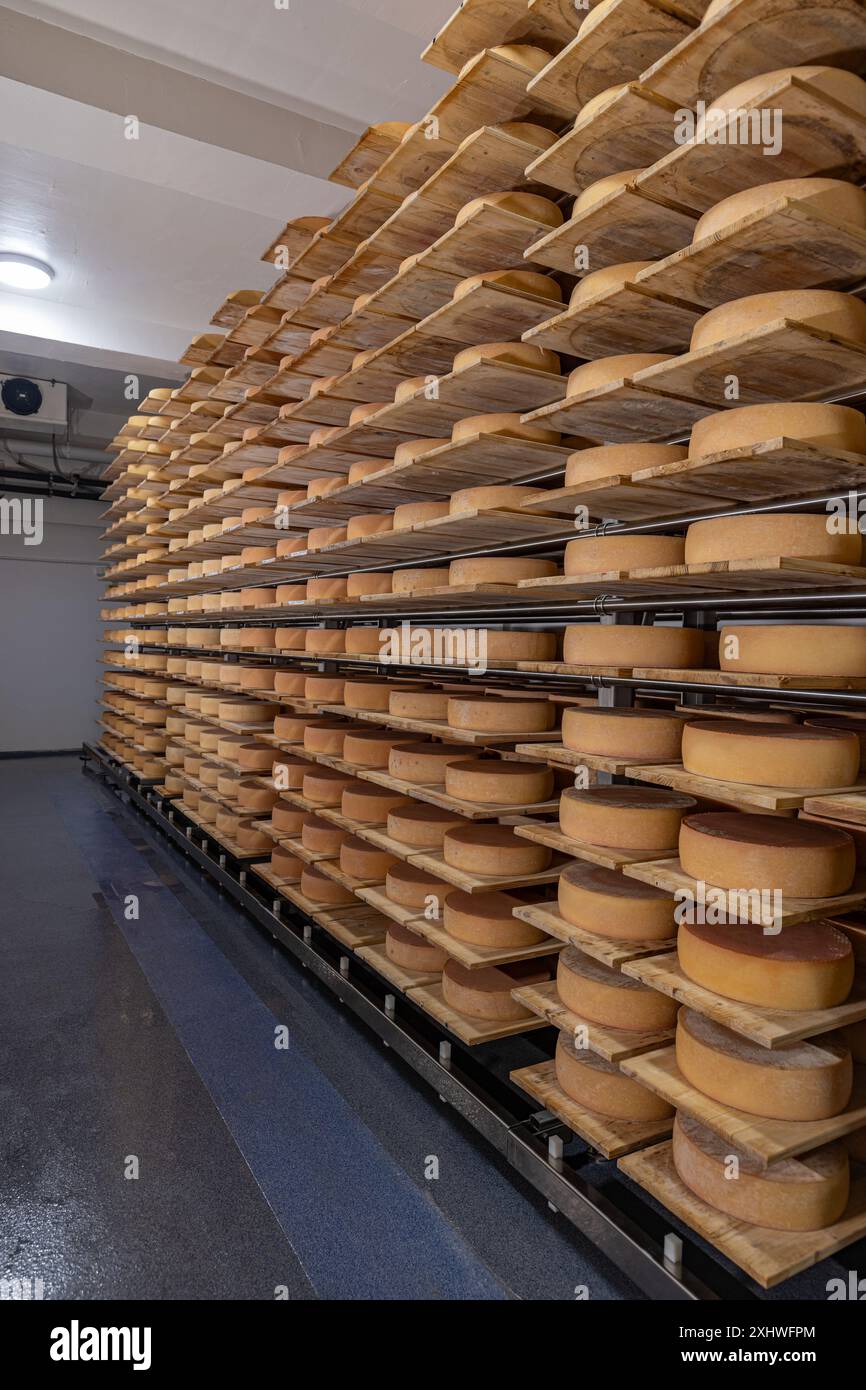 Rows of cheese aging in a cellar with controlled temperature and ...