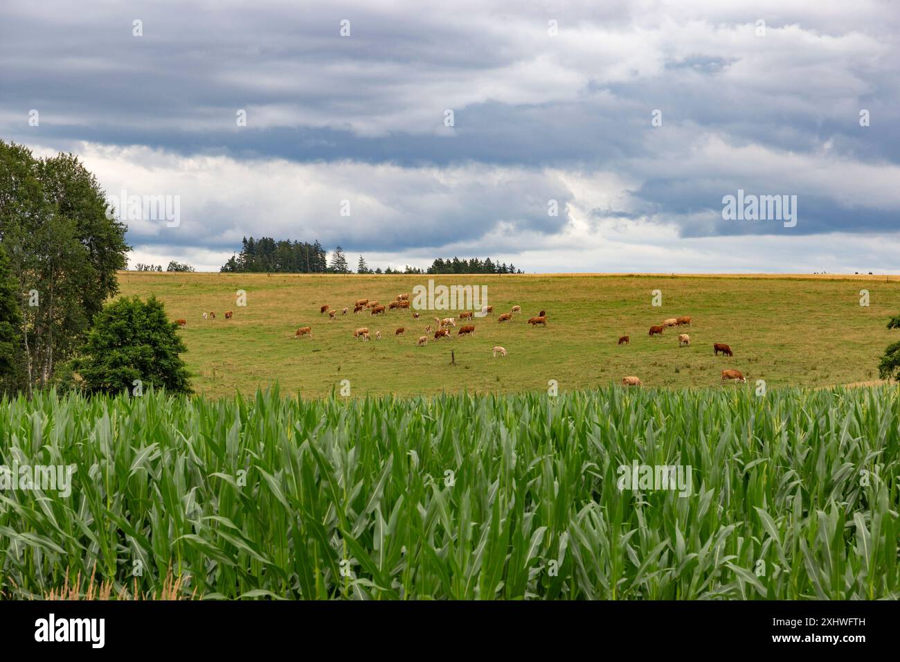 Livestock cows corn hi-res stock photography and images - Alamy