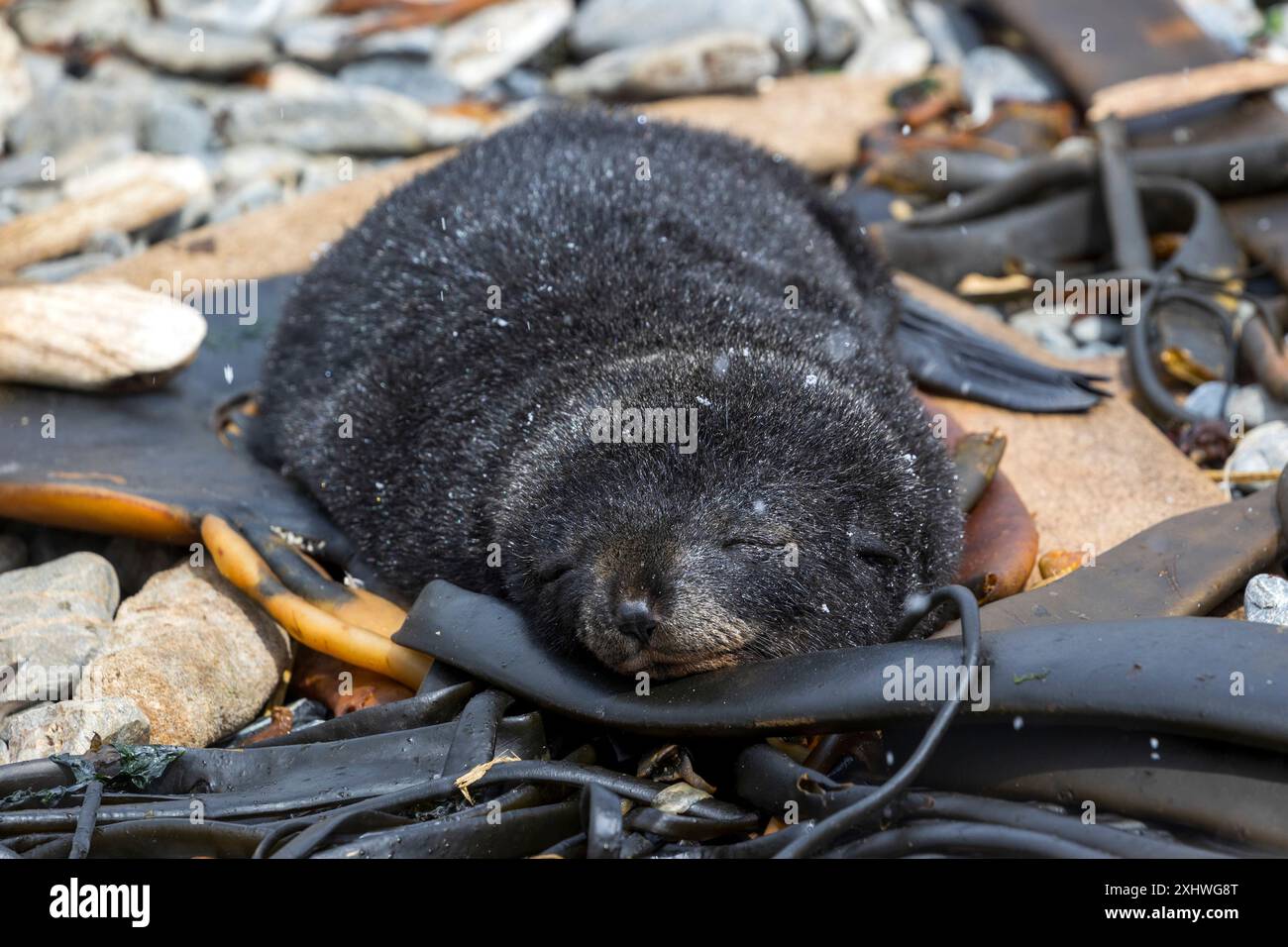 Fur seal cub, Godthul, South Georgia Island, Monday, November 27, 2023 ...