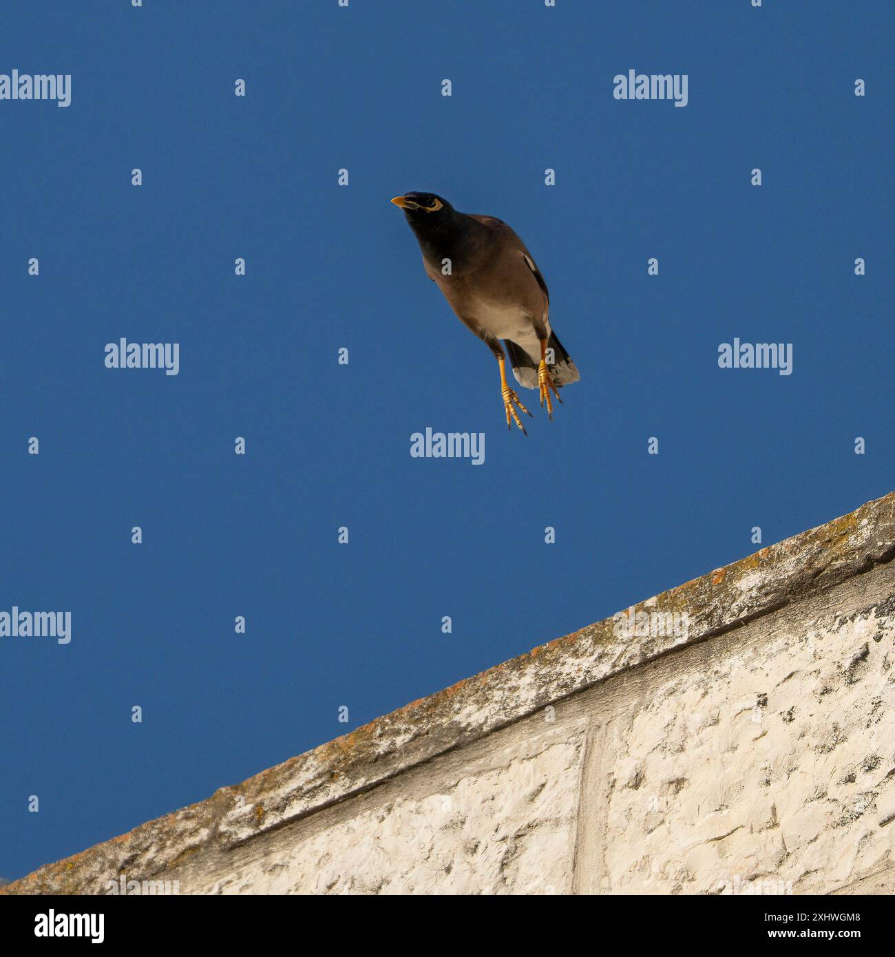 An Indian myna bird leaps from a rooftop, a split second before ...