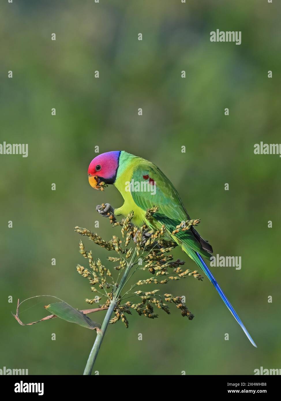 Plum-headed Parakeet - A Beautiful bird from parakeet family from India ...