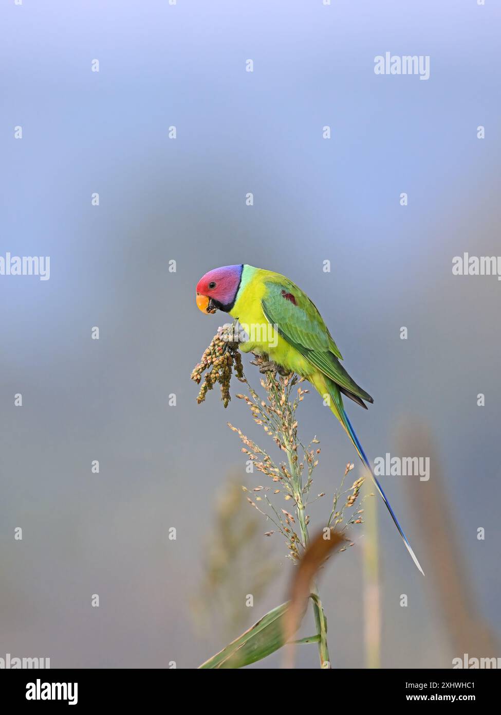 Plum-headed Parakeet - A Beautiful bird from parakeet family from India ...