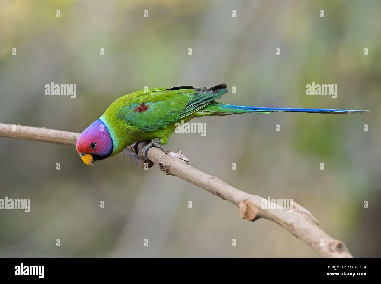 Plum-headed Parakeet - A Beautiful bird from parakeet family from India ...