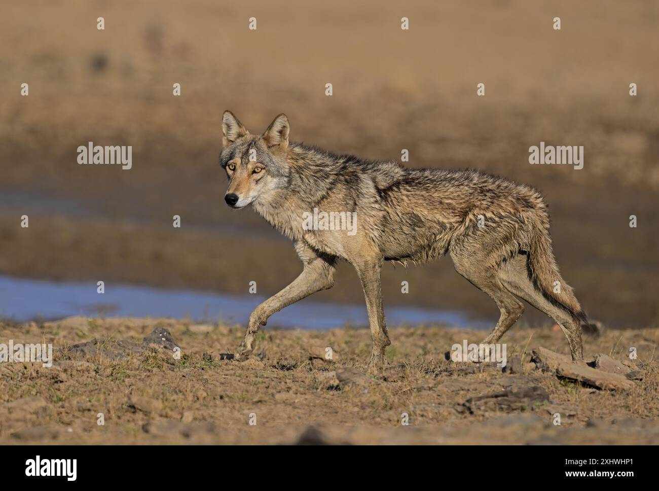Indian Wolf is a subspecies of gray wolf that ranges from Southwest ...