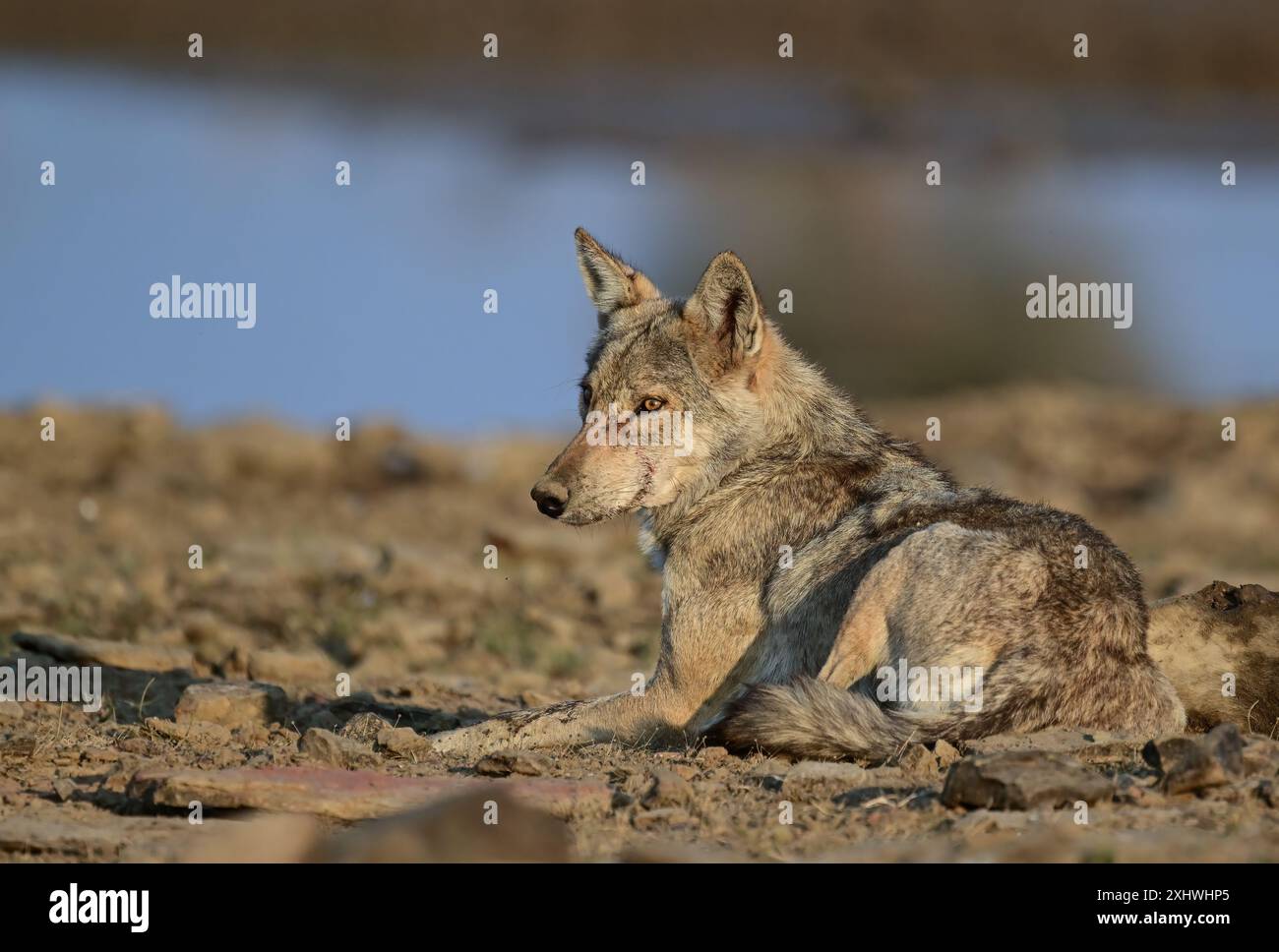 Indian Wolf is a subspecies of gray wolf that ranges from Southwest ...