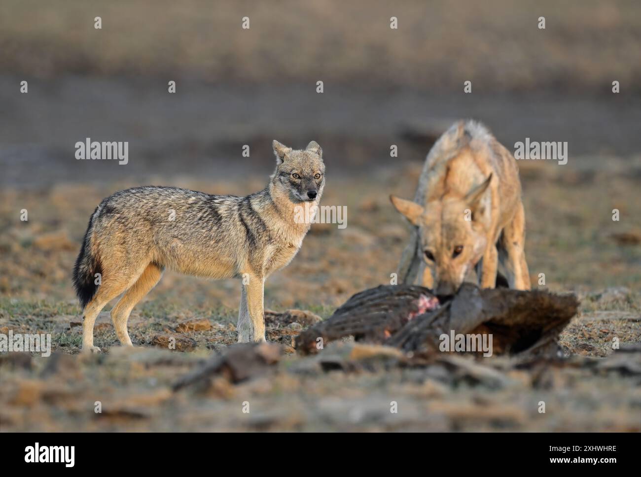 Indian Wolf is a subspecies of gray wolf that ranges from Southwest ...