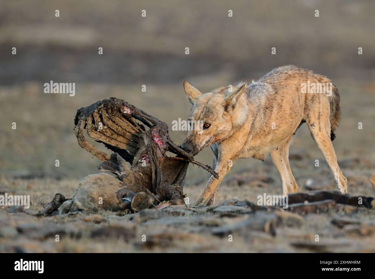 Indian Wolf is a subspecies of gray wolf that ranges from Southwest ...