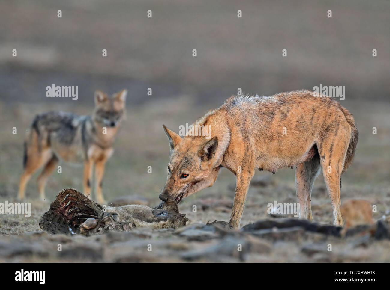 Indian Wolf is a subspecies of gray wolf that ranges from Southwest ...