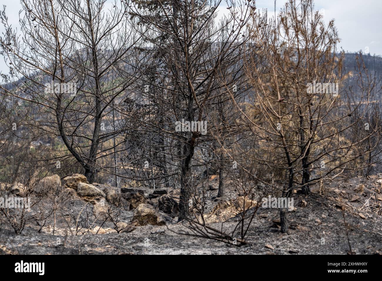 Dead trees and dead forest after a massive forest fire. Natural ...
