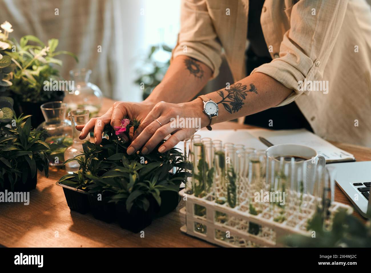 Flower, woman and hands with plants in home for hydroponic experiment ...