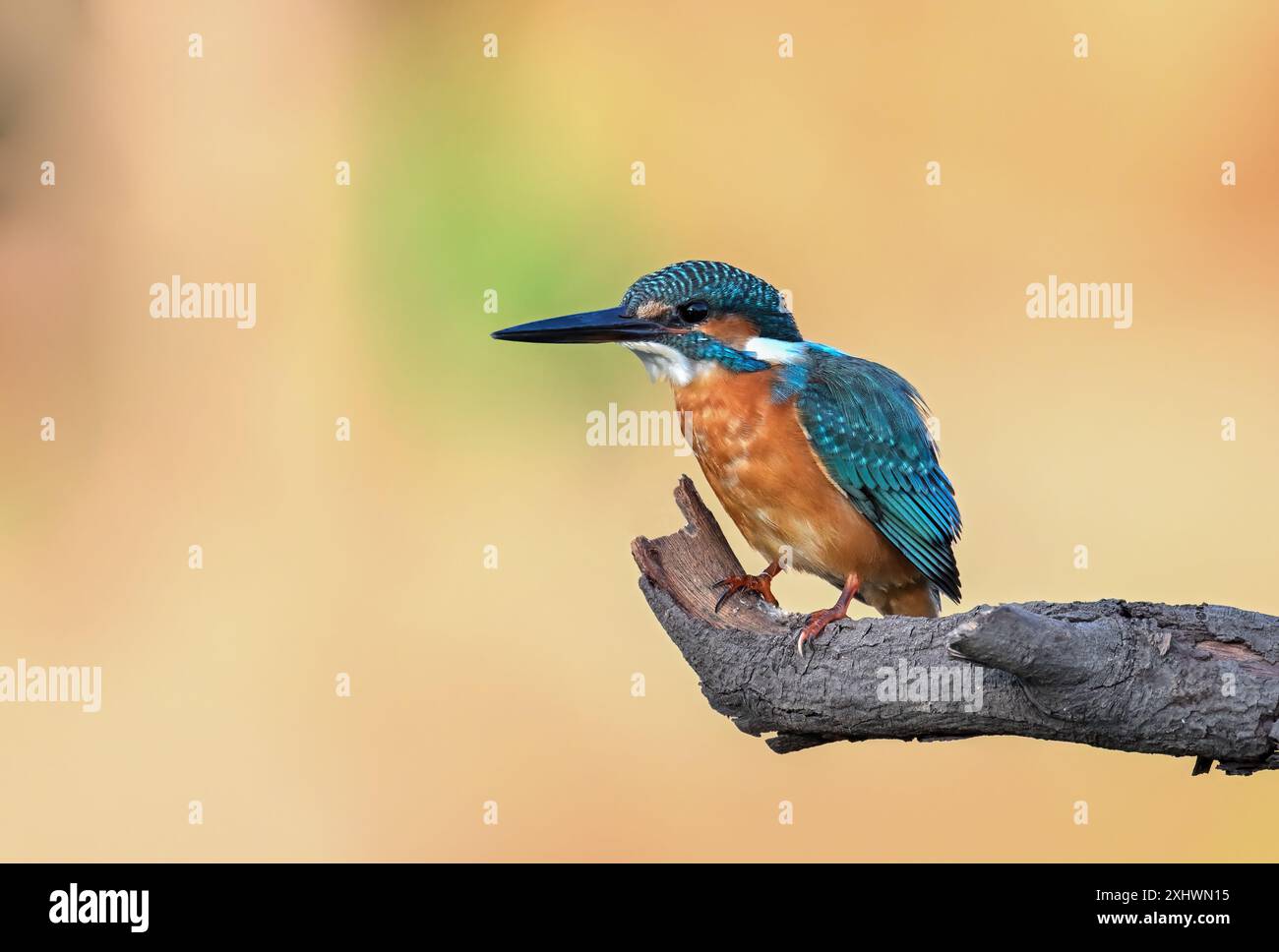 Common Kingfisher, a small and beautiful bird who lives near water ...