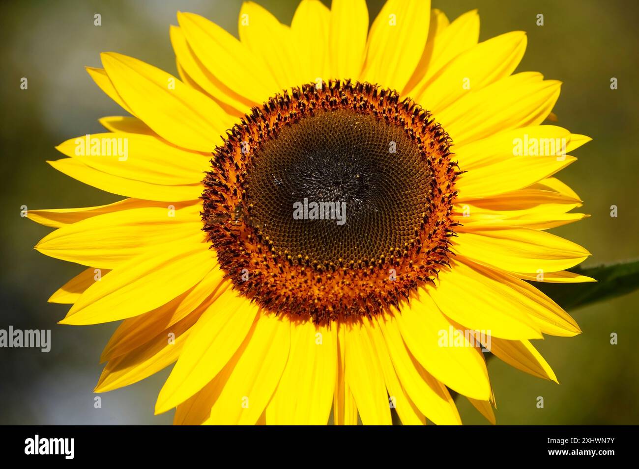 Sunflower, Flower, Blossom, Germany, Europe Stock Photo - Alamy