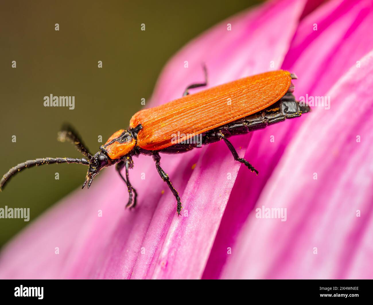 Closeup of Common Red Soldier Beetle sitting on pink flower petals ...