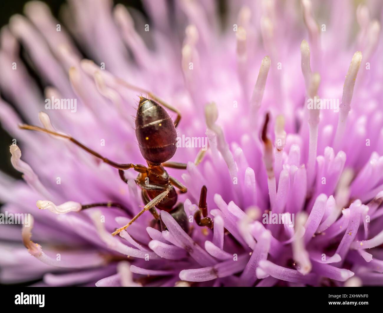 Closeup shot pink wild hi-res stock photography and images - Alamy