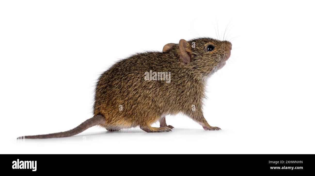 Grasmann's grass rat aka arvicanthis neumanni standing side ways ...