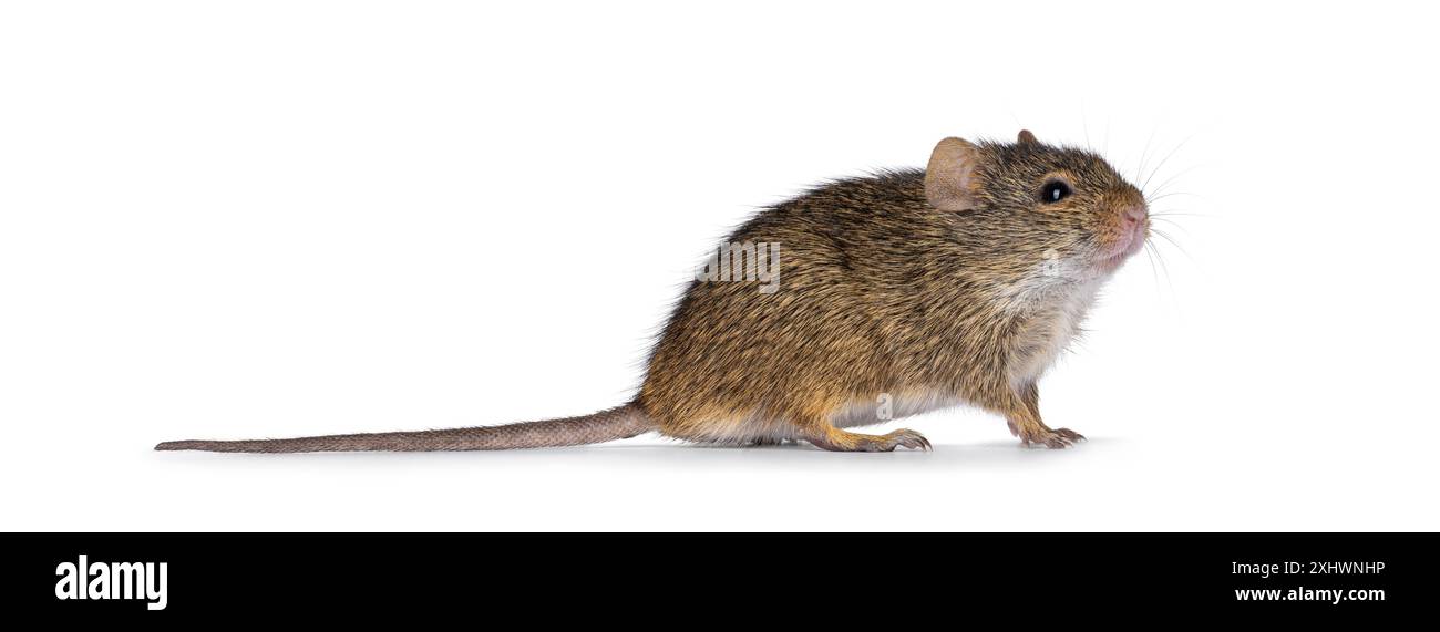 Grasmann's grass rat aka arvicanthis neumanni standing side ways ...