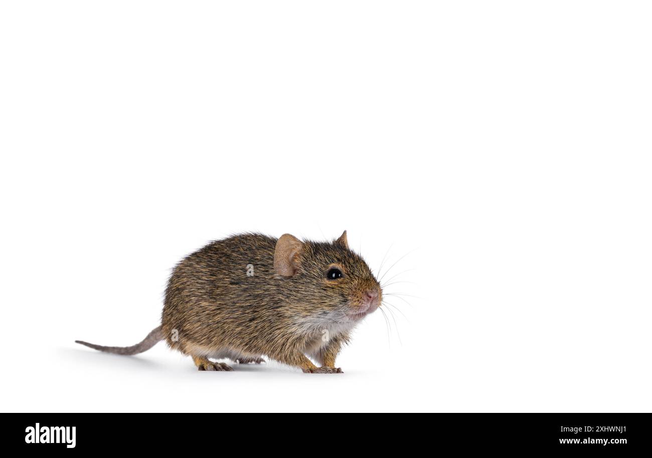 Grasmann's grass rat aka arvicanthis neumanni standing diagonal Looking ...