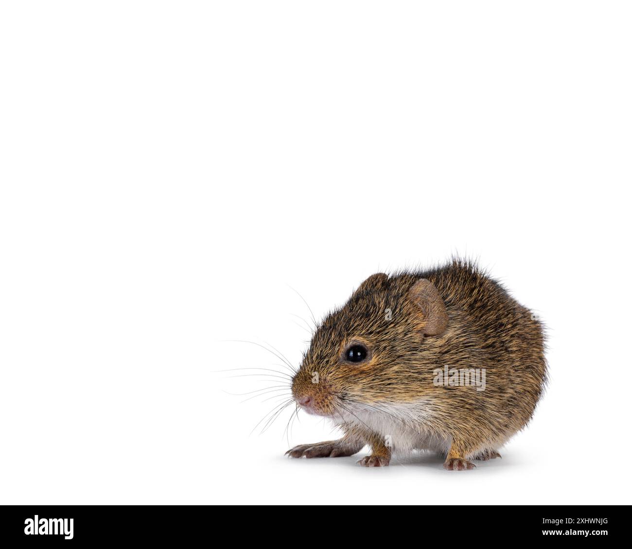 Grasmann's grass rat aka arvicanthis neumanni standing facing front ...