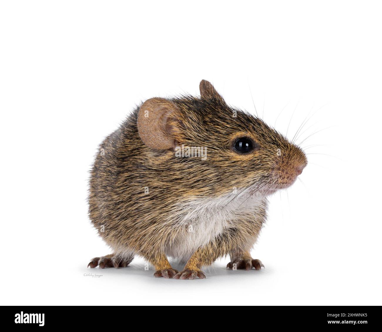 Grasmann's grass rat aka arvicanthis neumanni standing facing front ...